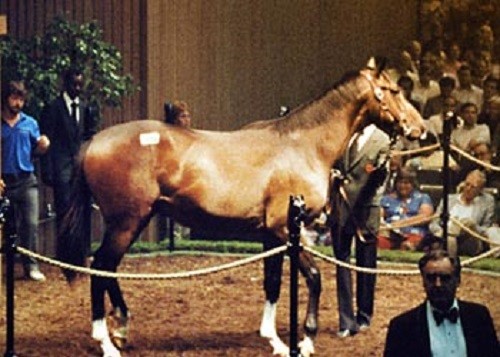 Snaafi-Dancer - EQ Sports Network