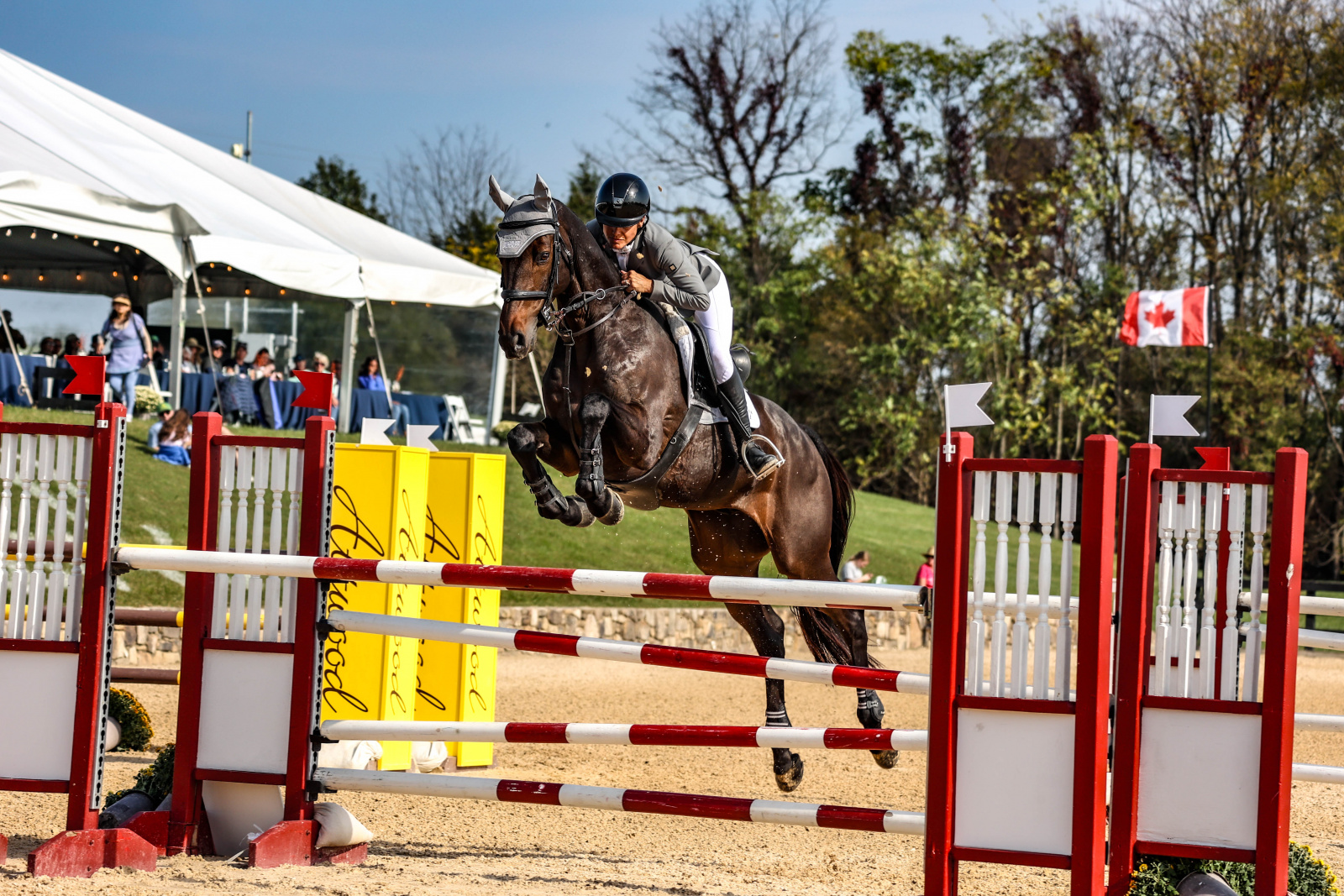 ‘One Step at a Time’: Lucienne Bellissimo Aims for 5* Debut at Defender Kentucky with Dyri - EQ ...